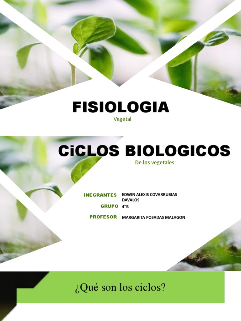 Fisiologia Vegetal Corregida | PDF | Plantas | Organismos