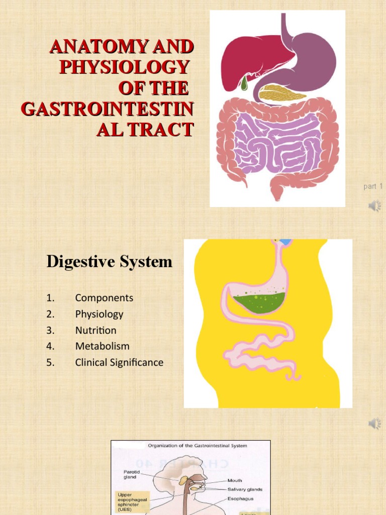 Medtech Git Upper and Lower | PDF | Stomach | Gastrointestinal Tract