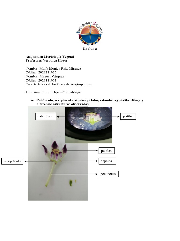 Taller de La Flor B | PDF