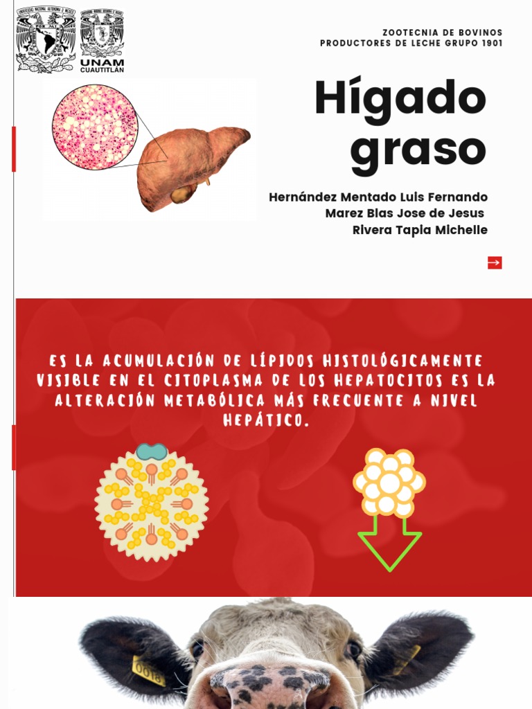 Hígado graso Bovinos Leche | PDF