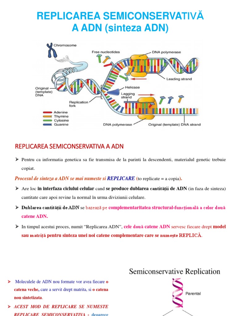 Curs 6 - Sinteza Replicativă A Adn | PDF