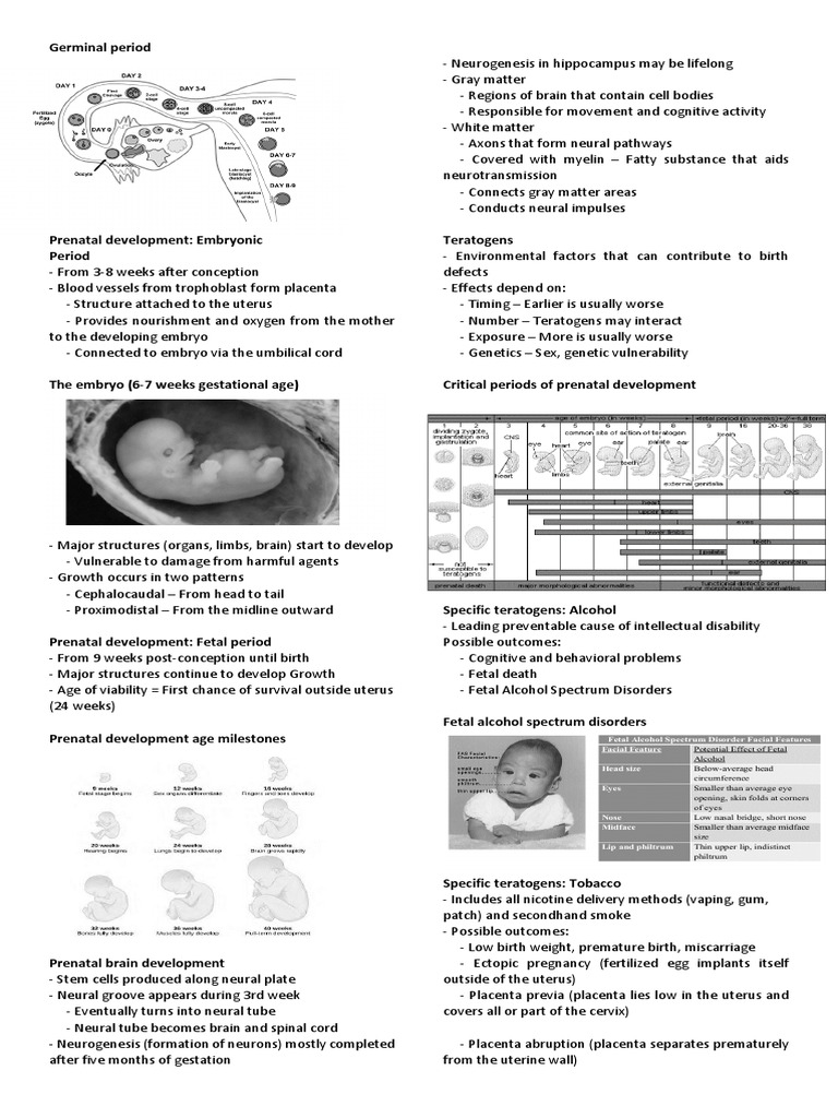 Developmental Psy Notes | PDF | Childbirth | Prenatal Development