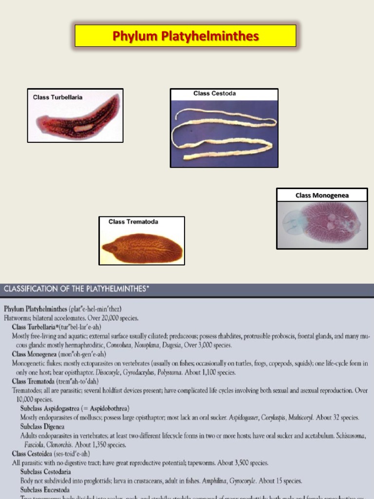 Platyhelminthes Classification Guide | PDF | Protostomes | Biology