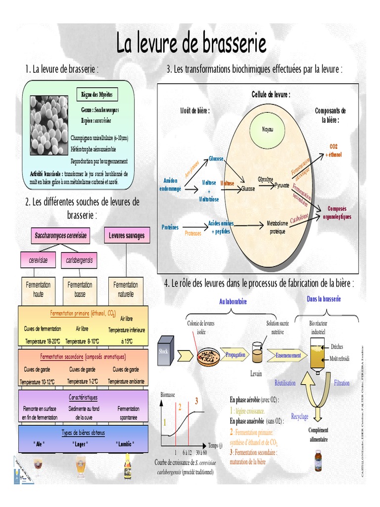 Levure de Brasserie | PDF