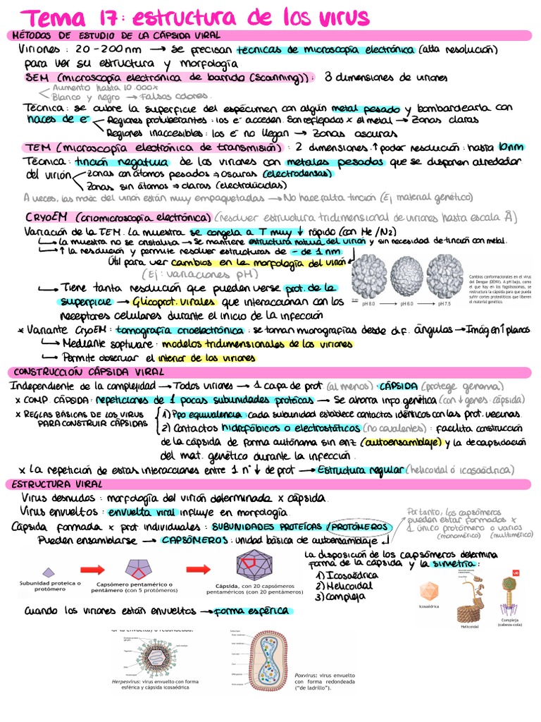 Apuntes Tema 17 | PDF | Virus | Virología