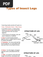 Types of Insect Legs | PDF | Insects | Beetle