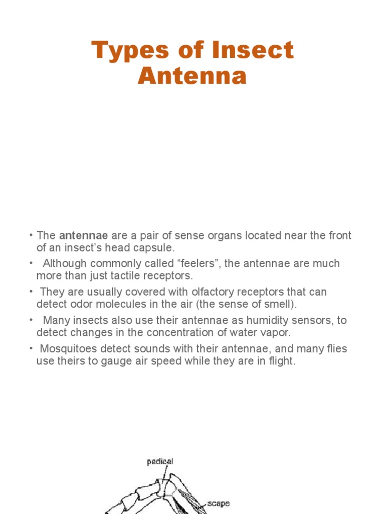 Antenna | PDF | Insects | Hexapoda