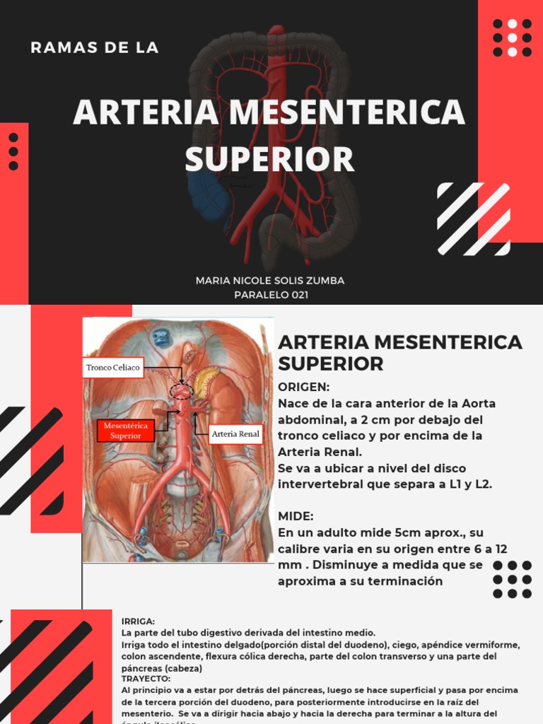 Arteria Mesenterica Superior | PDF | Páncreas | Especialidades Medicas