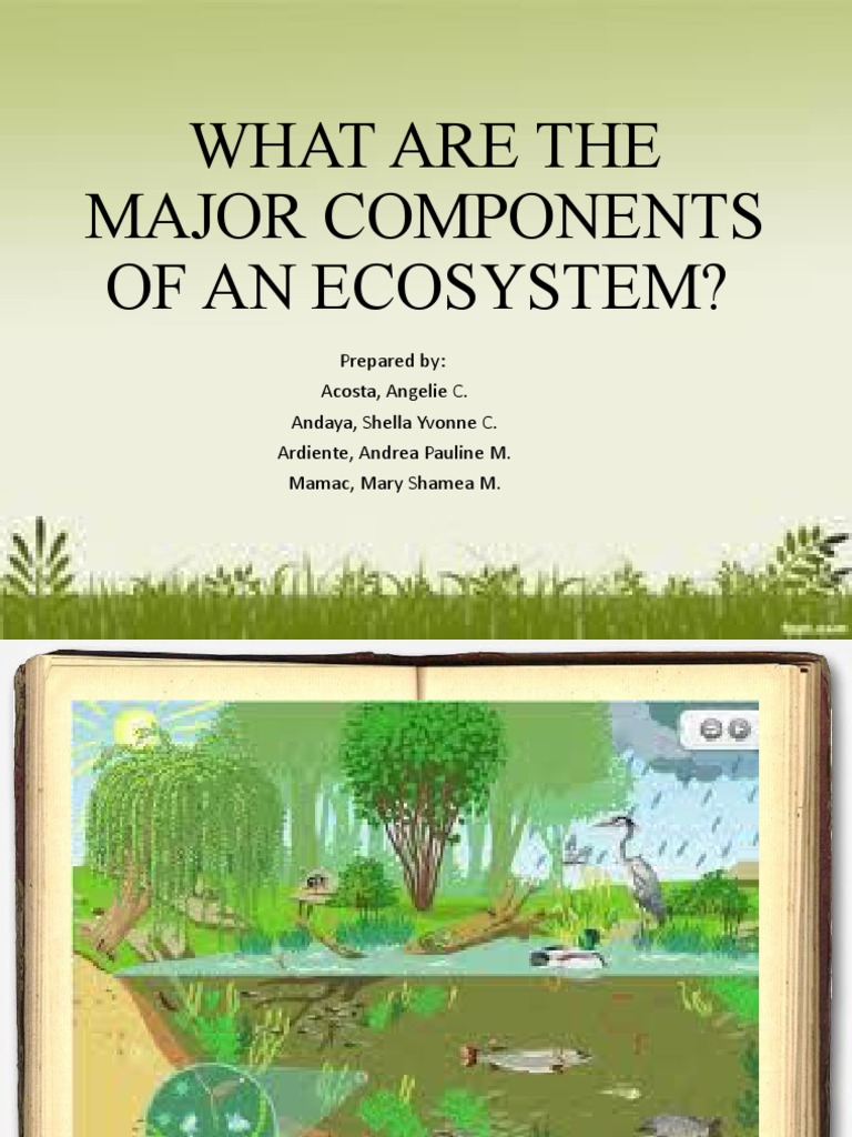 First Reporters Ppt. What Are The Major Components of An Ecosystem ...