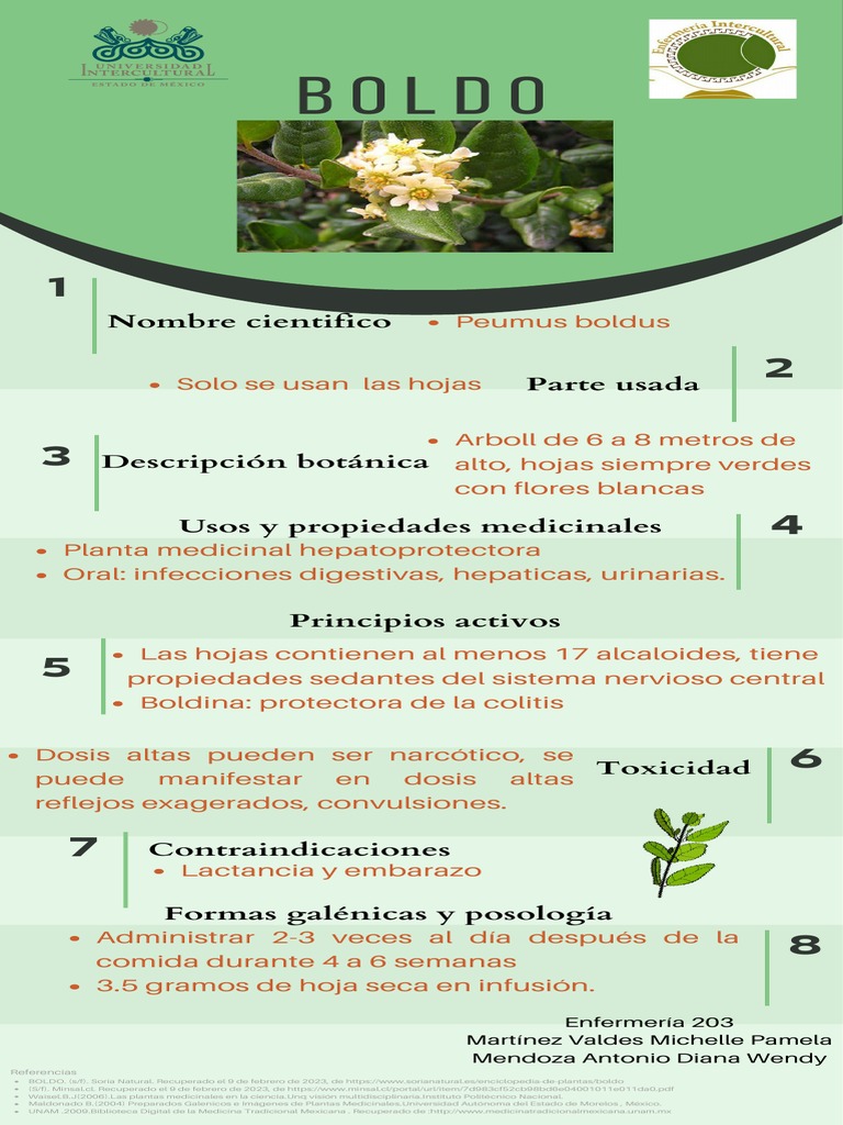 Infografía Boldo | PDF | Hierbas Medicinales Y Hongos