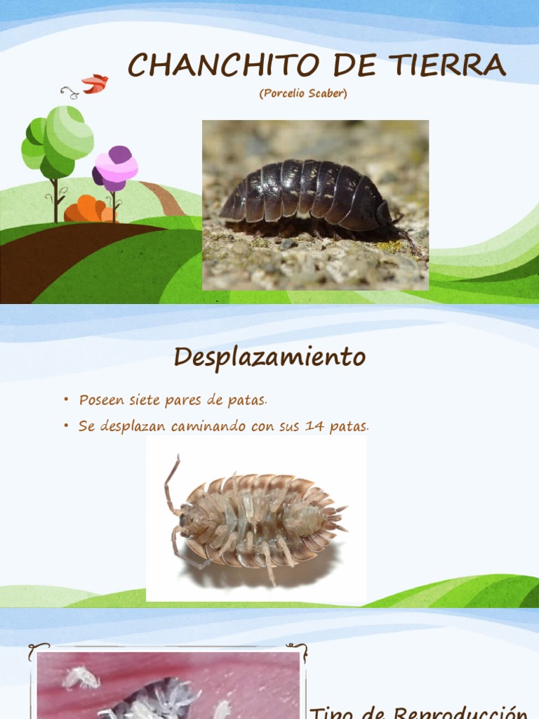 PRESENTACIÓIN CHANCHITO DE TIERRA | PDF