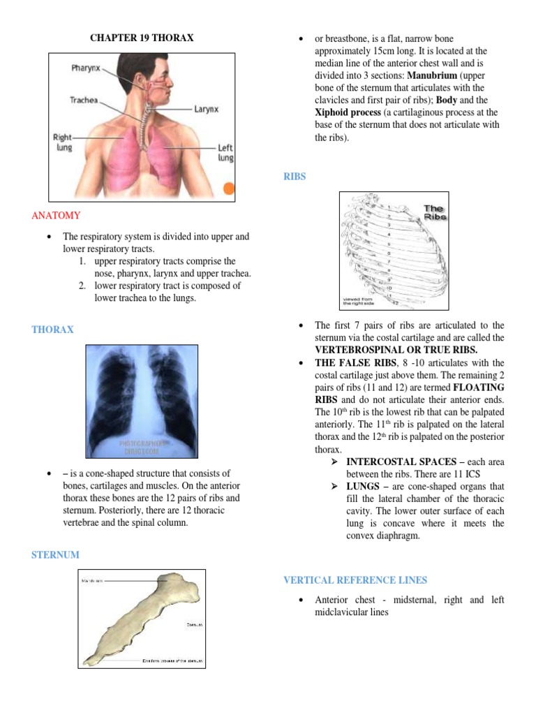 Thorax Anatomy and Respiratory Physiology | PDF | Thorax | Lung