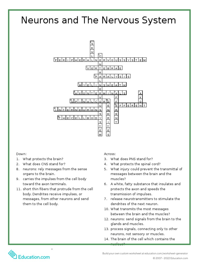 Worksheet Answerkey | PDF | Neuron | Axon