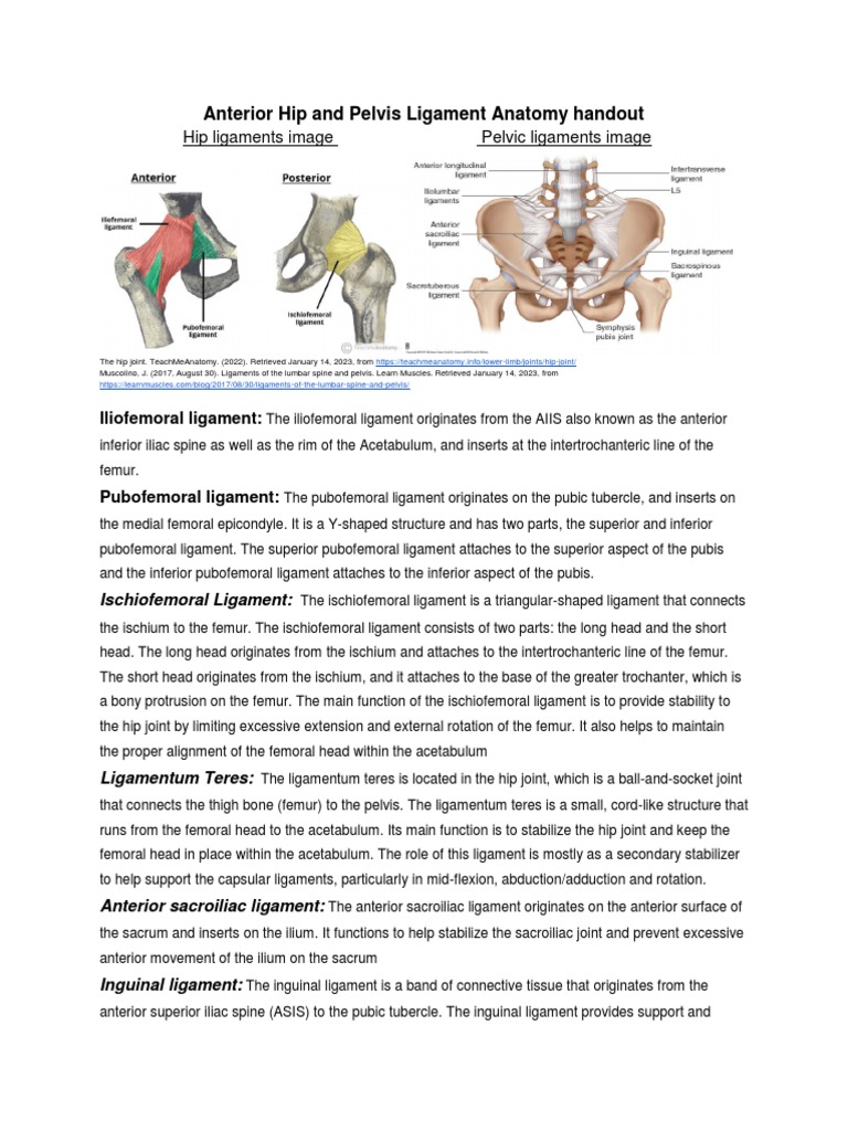 Anterior Hip and Pelvis Ligament Anatomy Handout (Final) | PDF