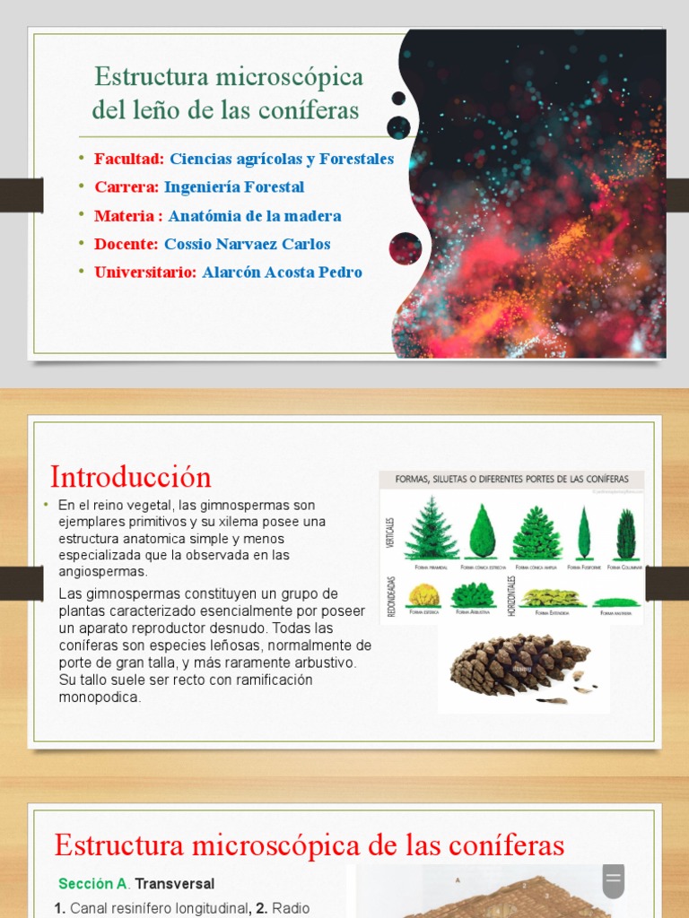 Estructura Microscópica del Leño de Coníferas | PDF