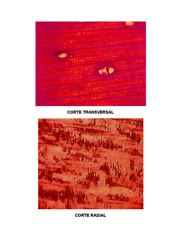 Corte Transversal - Maqueta | PDF