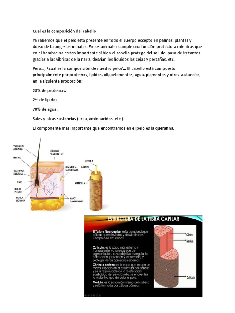Composición y Ciclo del Cabello | PDF | Salud y bienestar