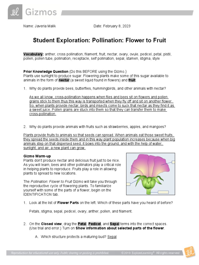 Assignment 2022-PollinationFlowerFruit | PDF | Flowers | Pollination