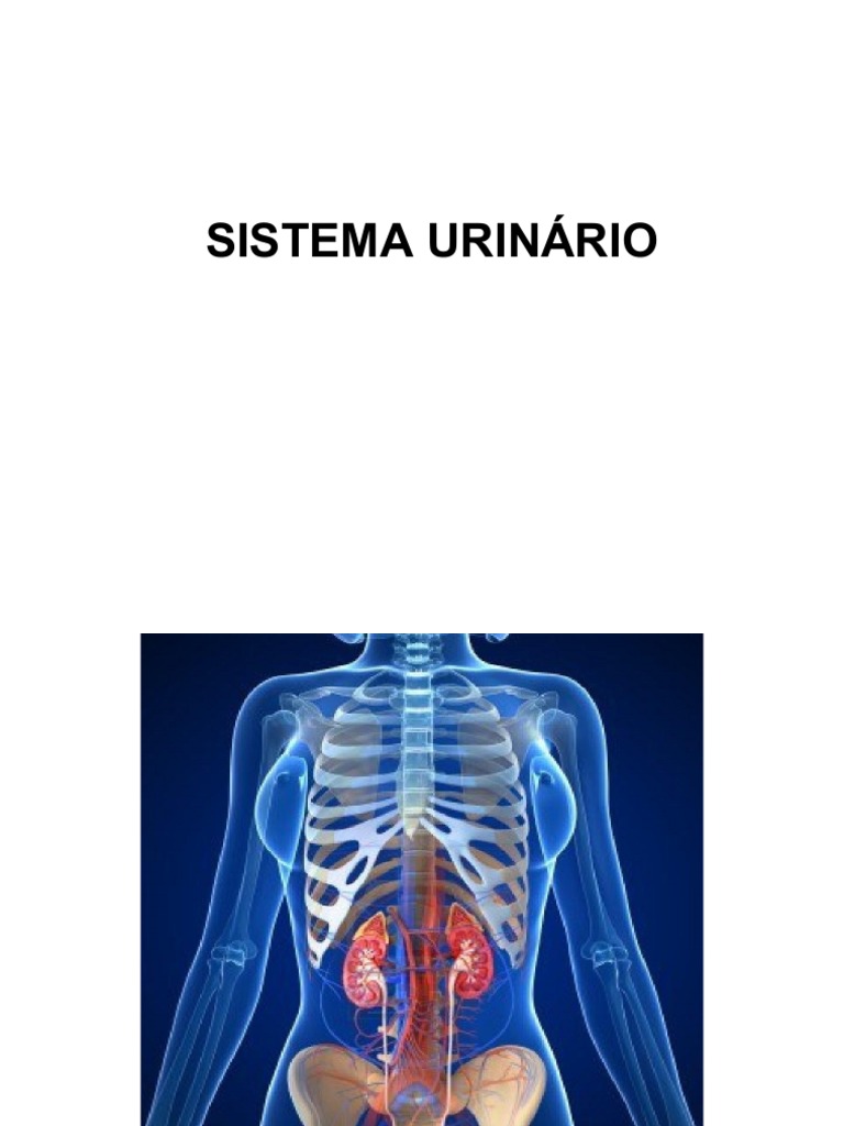 Sistema Urinário | PDF | Rim | Próstata