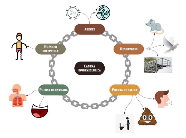 Mapa mental cadena epidemiológica | PDF
