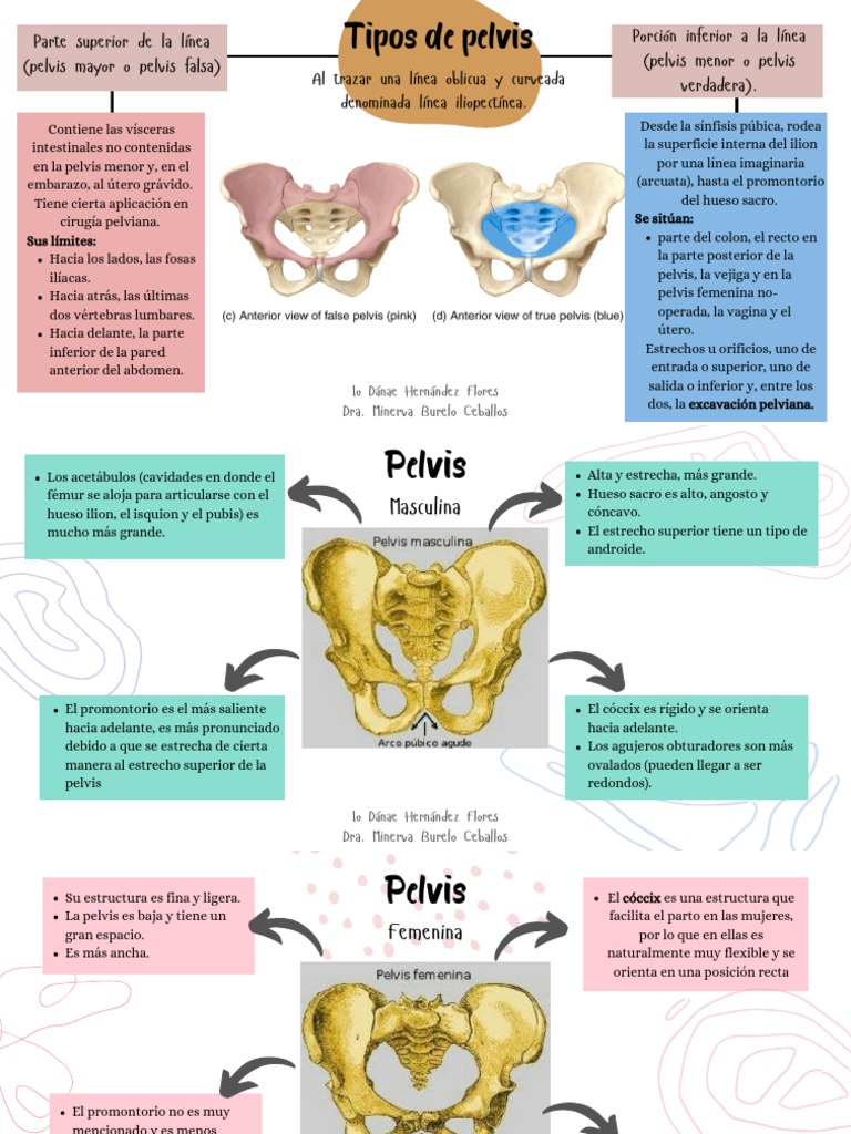 Clasificación de Tipos de Pelvis | PDF | Pelvis | Anatomía
