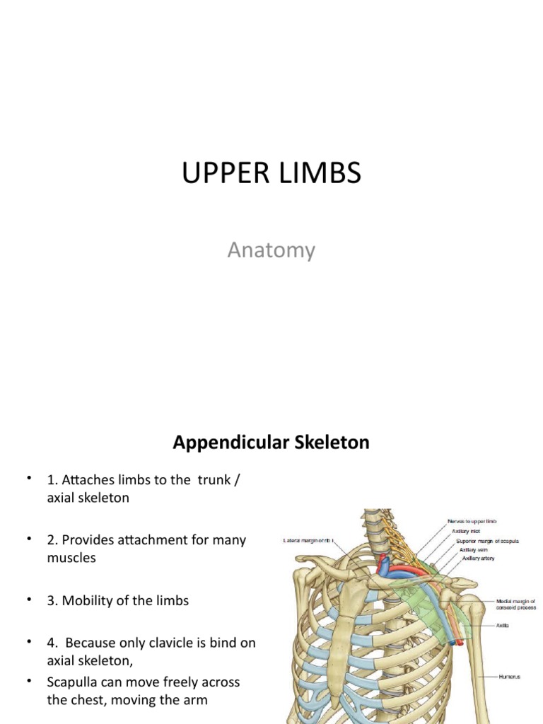 Upper Limb | PDF | Anatomy | Musculoskeletal System