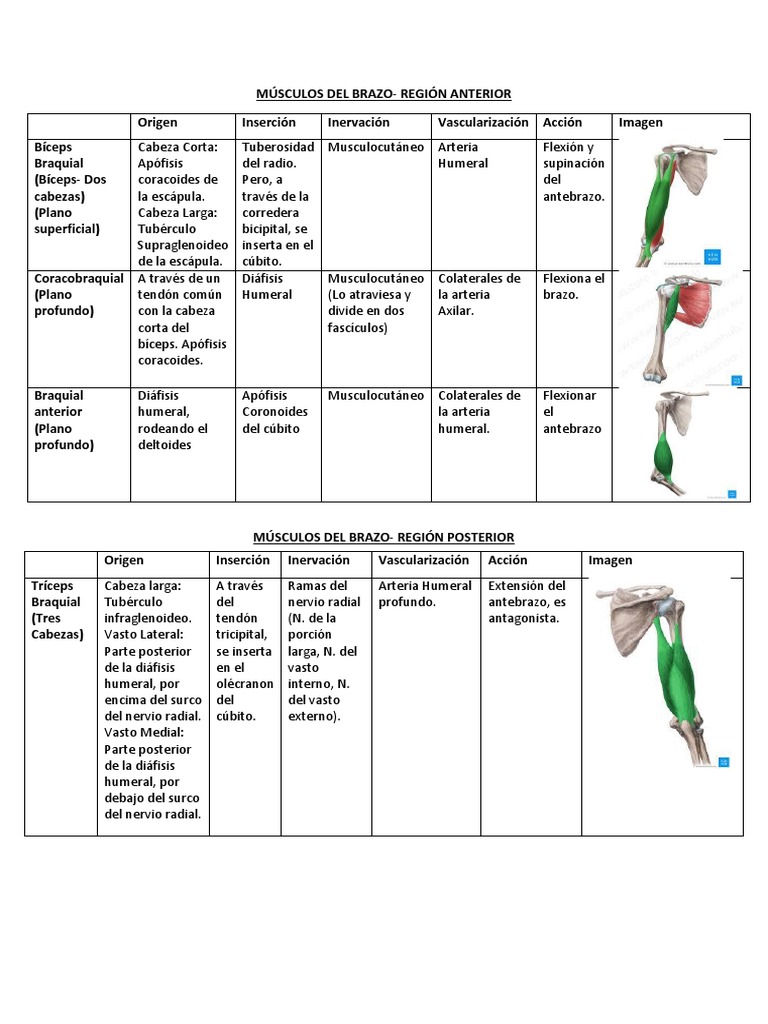 Músculos Del Brazo y Mano | PDF | Mano | Anatomía humana