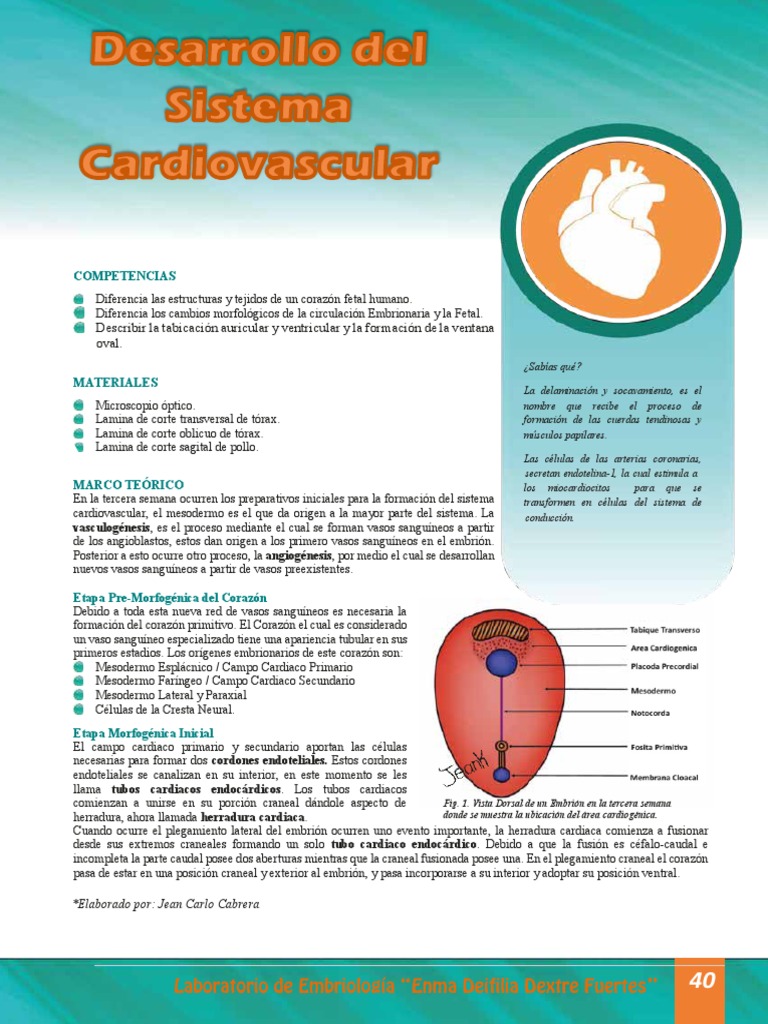 Cardiogénesis y Estructuras Fetales | PDF | Sistema circulatorio ...