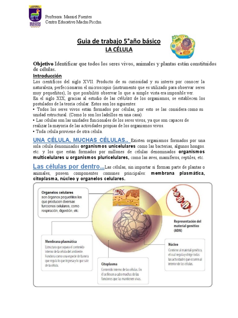 Guia La Celula Quinto Basico | PDF