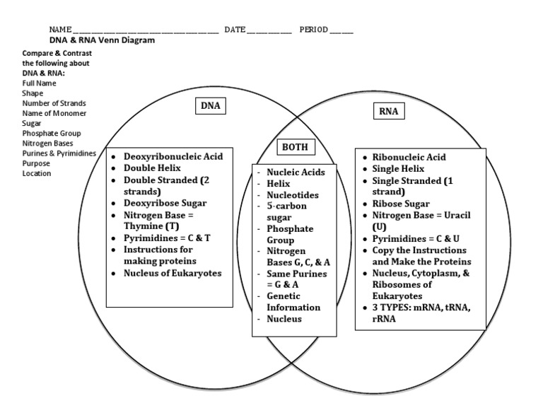 Dna Vs Rna Venn Diagram