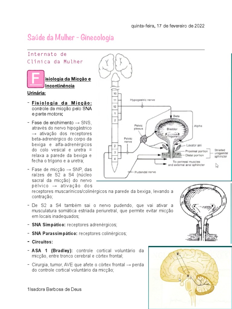 Ginecologia Final | PDF | Micção | Pélvis
