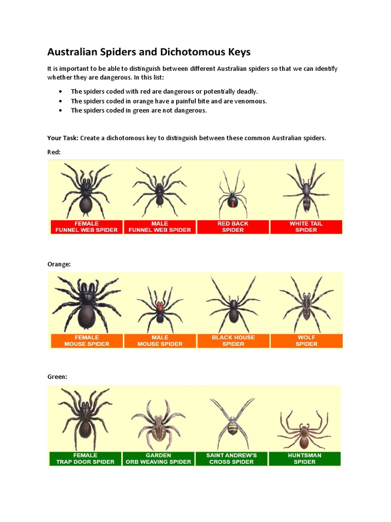 Australian Spiders and Dichotomous Keys | PDF
