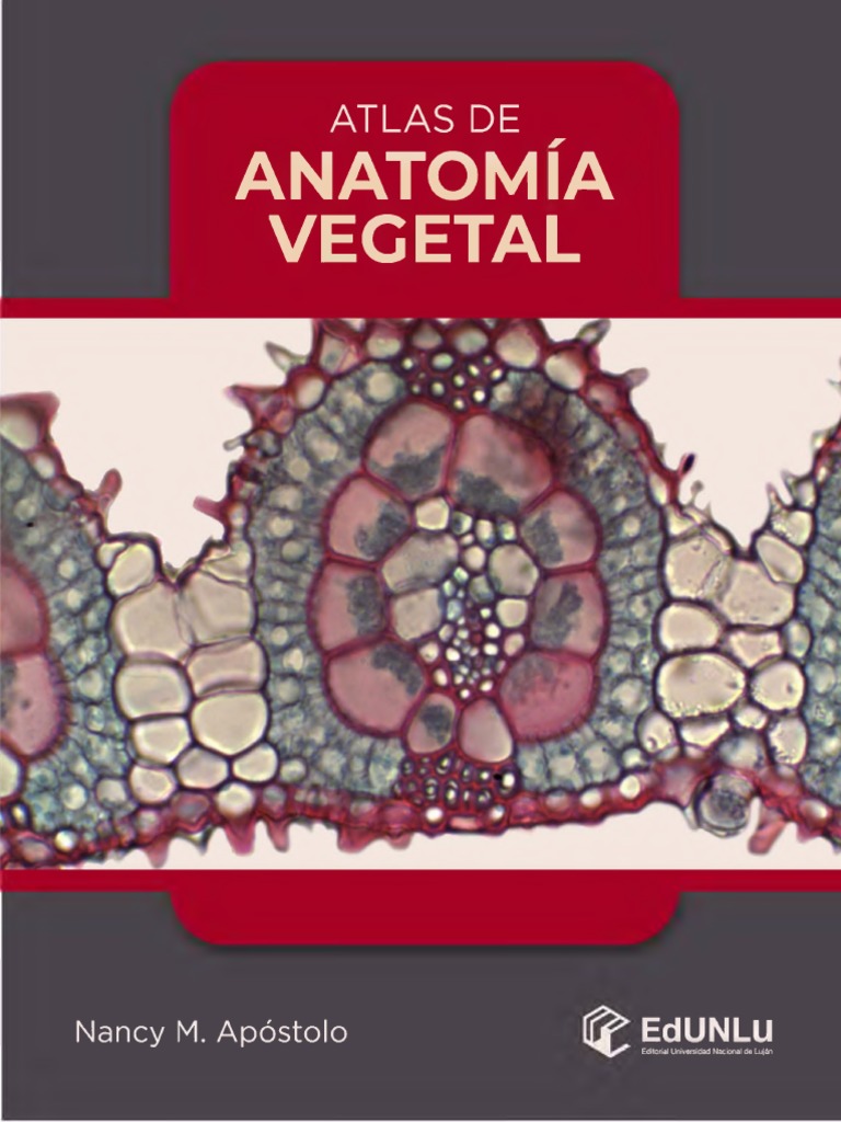 Atlas Anatomia Vegetal | PDF | Tallo de la planta | Biología Celular)