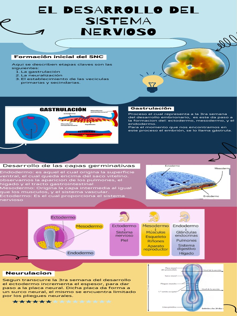 Infografía SNC | PDF