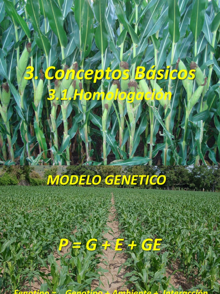 Conceptos Básicos | PDF | Dominancia (Genética) | Genotipo