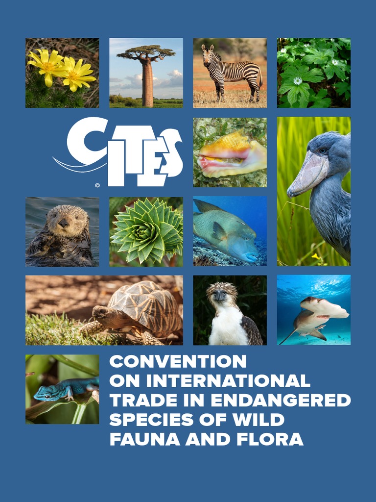 Brochure UNEP CITES Eng | PDF | Cites | Natural Environment