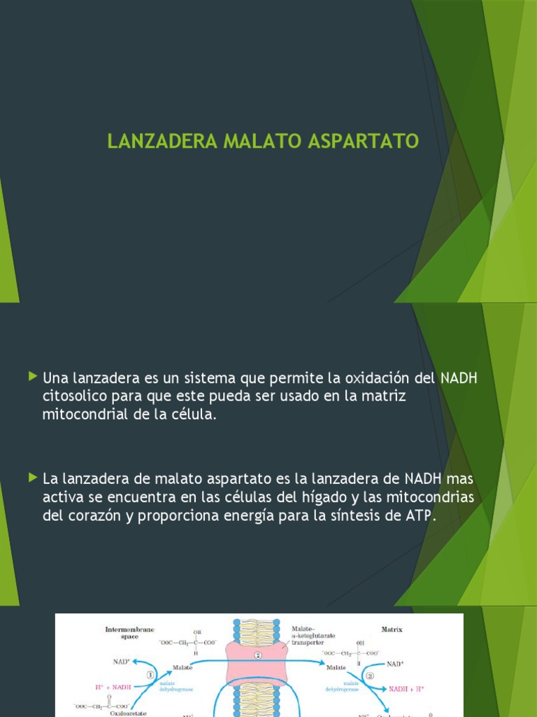 Lanzadera Malato Aspartato | PDF
