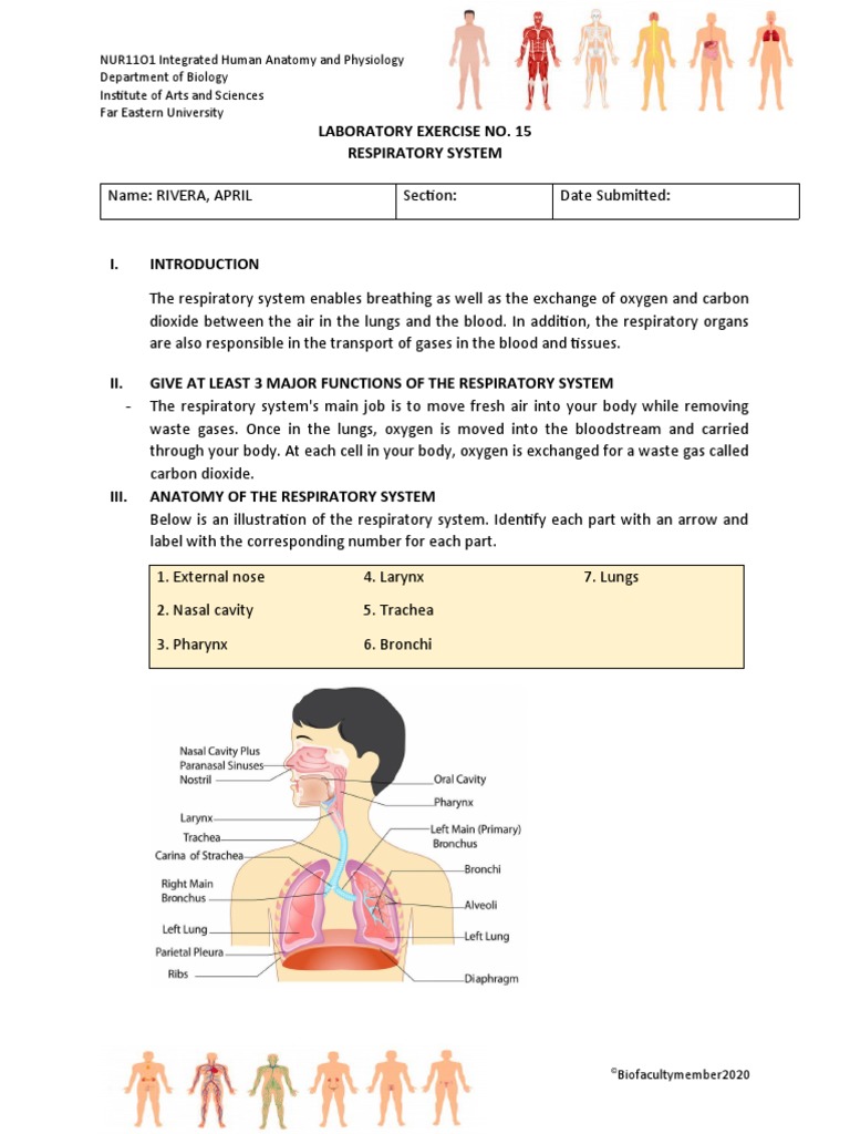 Lab Exercise15 Respiratory System | PDF | Respiratory System | Lung