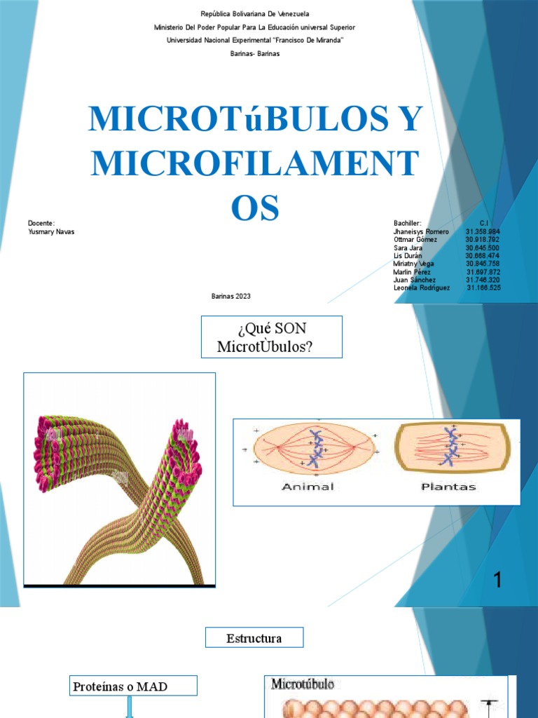 Estructura y función del citoesqueleto | PDF | Biología Celular ...