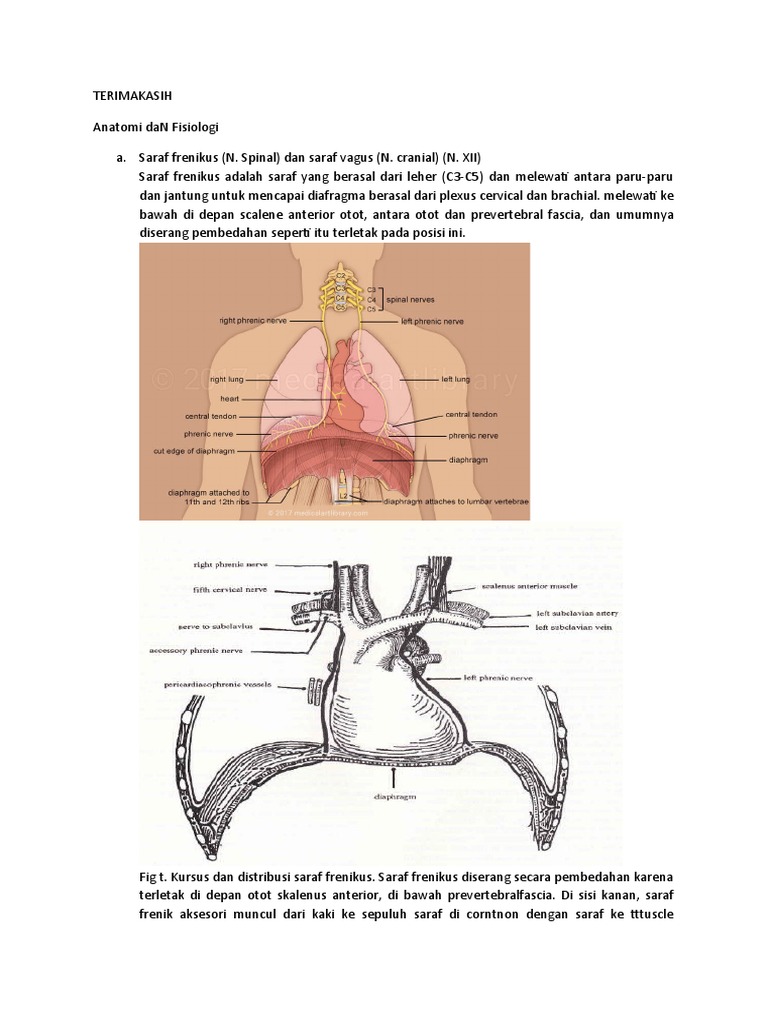 Anatomi Dan Fisiologi | PDF