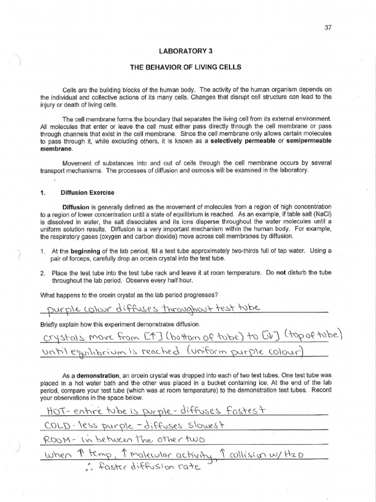 Lab 3 Answer Key - Updated | PDF