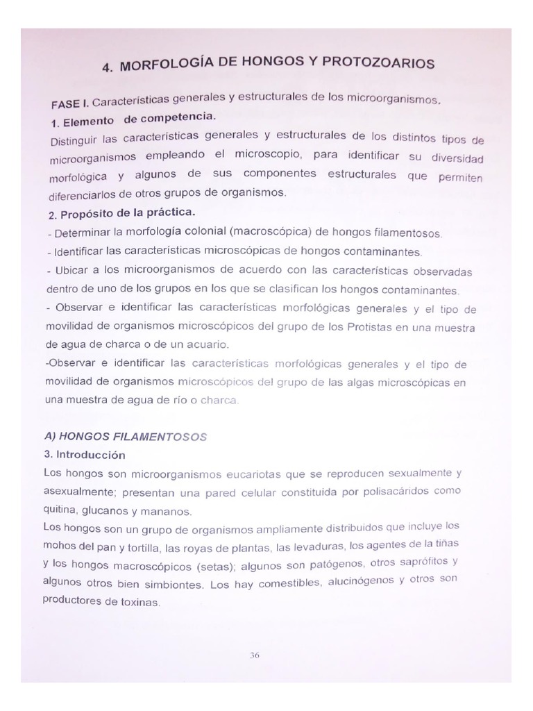 Práctica 4 Micro | PDF