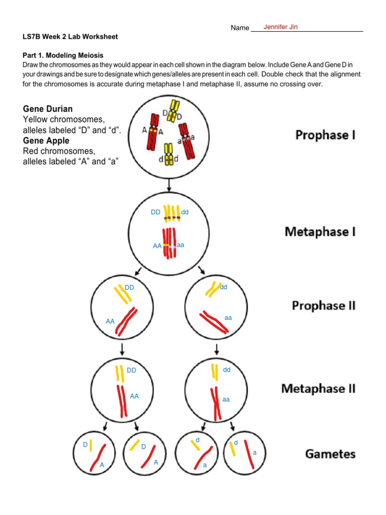Modeling Meiosis and Non-Disjunction Lab | PDF | Meiosis | Dominance ...