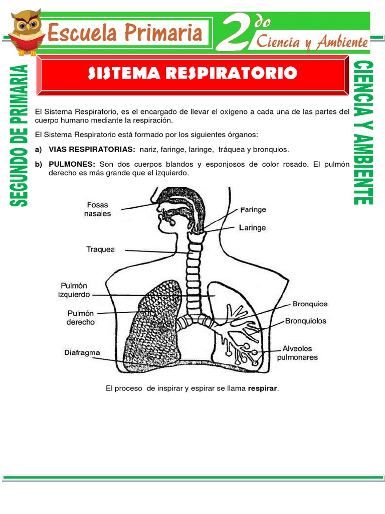 Aparato Respiratorio para Segundo de Primaria | PDF