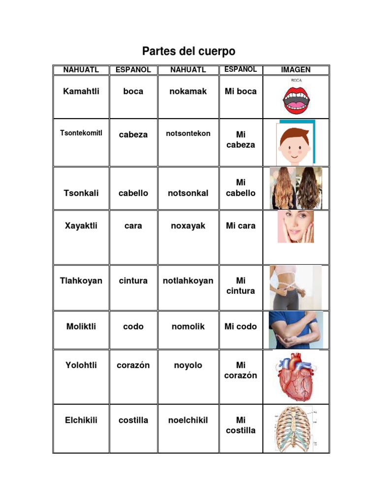 Lista De Partes Del Cuerpo En Español Imágenes De Partes Cuerpo