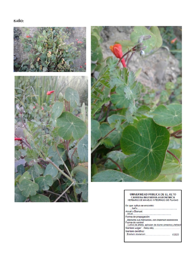 Herbario Virtual de Malezas de Cultivos 2 | PDF