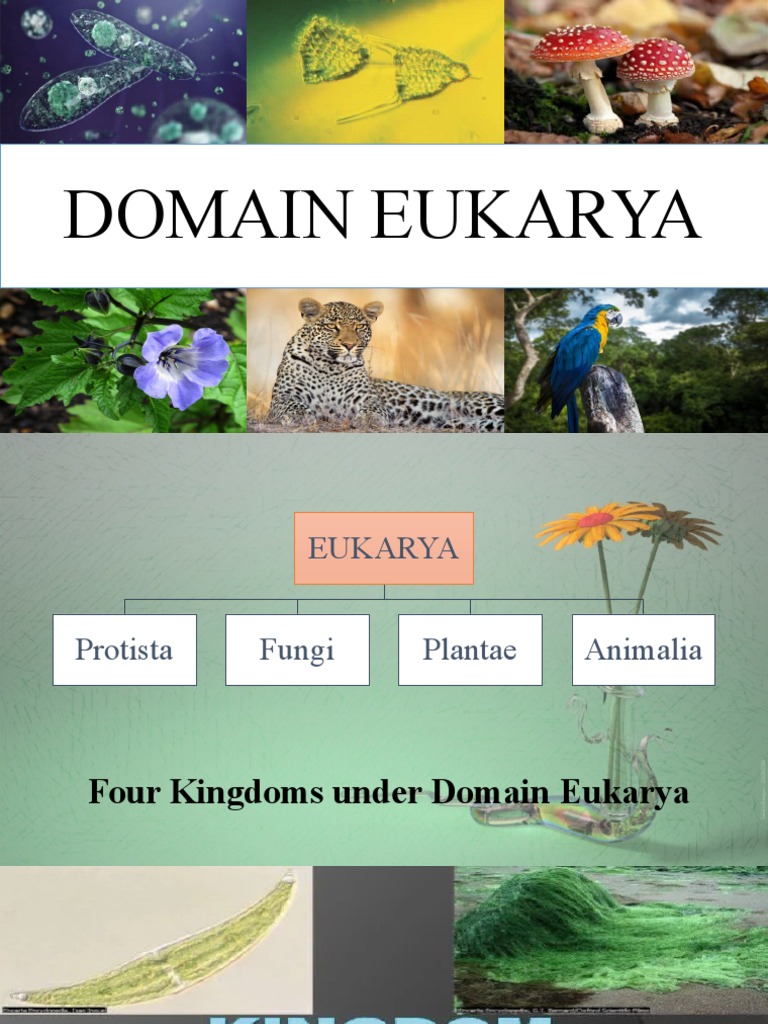 Pictures Of Eukarya Animalia