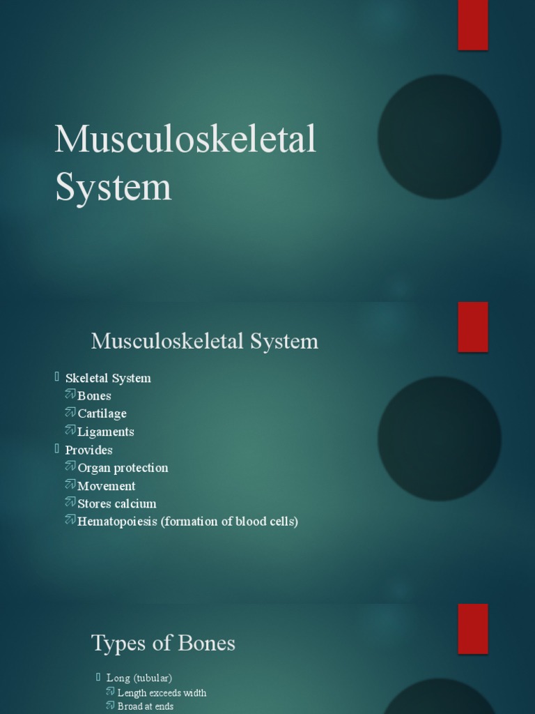 Musculoskeletal System | PDF