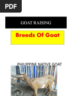 Breeds of Goats | PDF