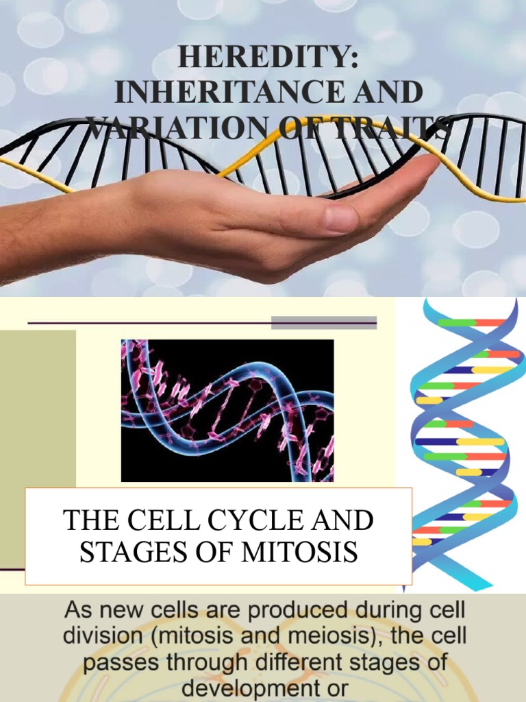 HEREDITY | PDF | Meiosis | Mitosis